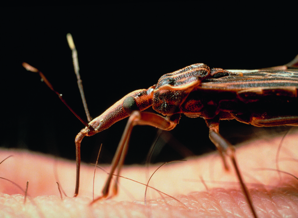 Nature’s real-life vampires – BBC Science Focus