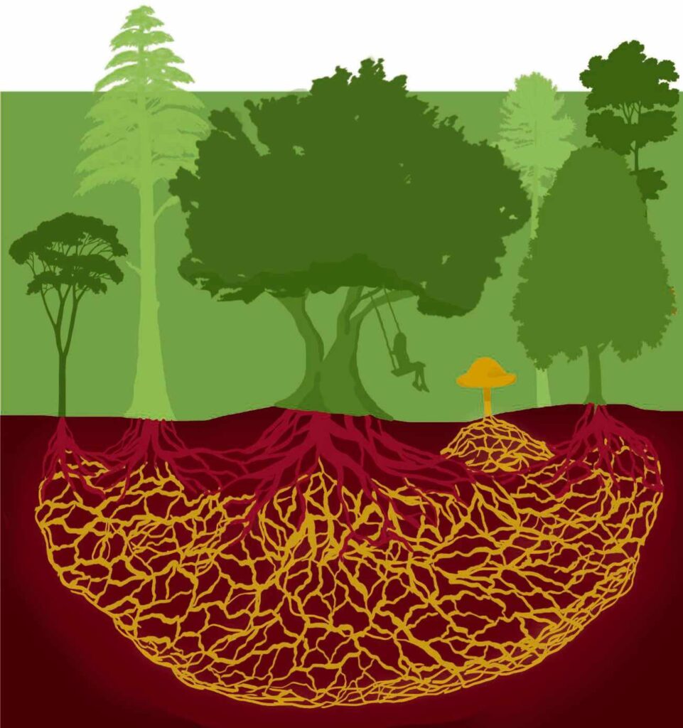 The explainer: Fungi – BBC Science Focus