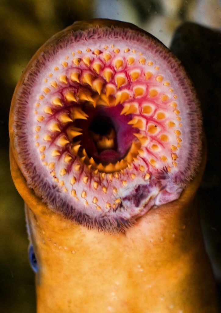 Nature’s real-life vampires – BBC Science Focus