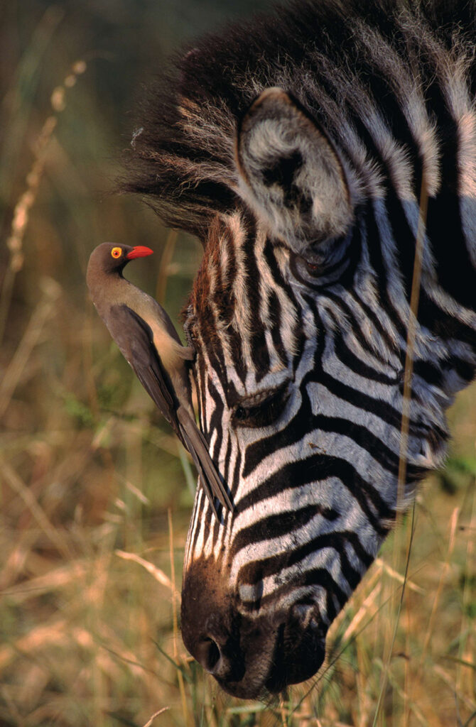 Nature’s real-life vampires – BBC Science Focus