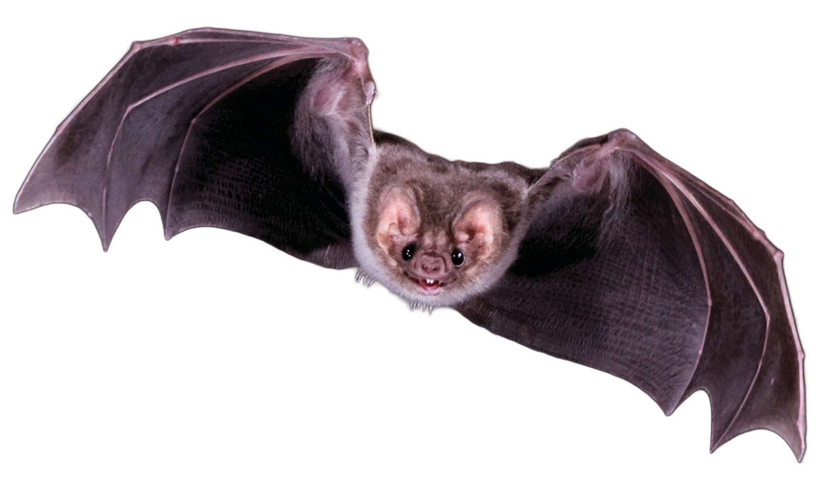 Nature’s real-life vampires – BBC Science Focus