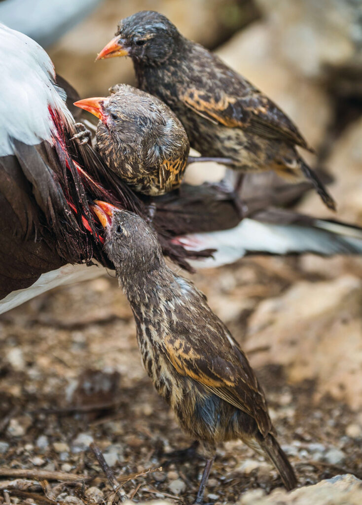 Nature’s real-life vampires – BBC Science Focus