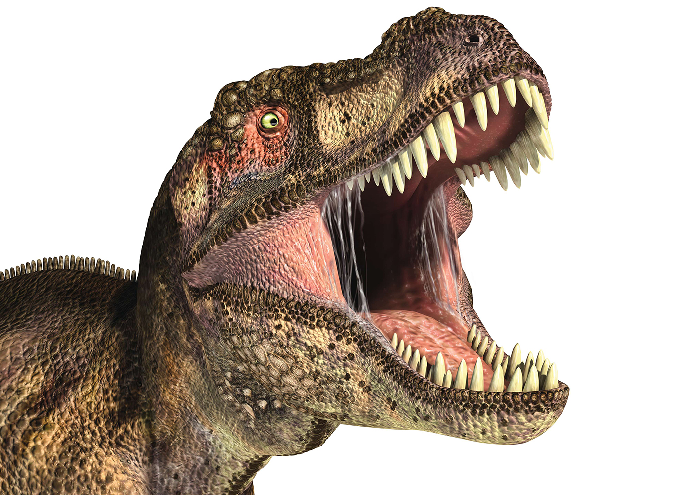 How do we know dinosaurs roared? Were there any dinosaurs that might ... How do we know dinosaurs roared? Were there any dinosaurs that might ...