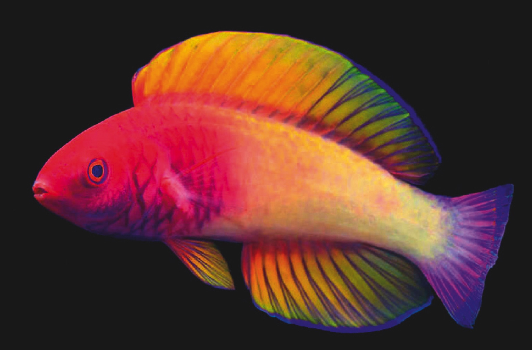 New species discovery – BBC Wildlife