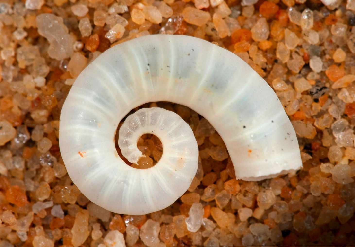 Origin of pieces – BBC Wildlife