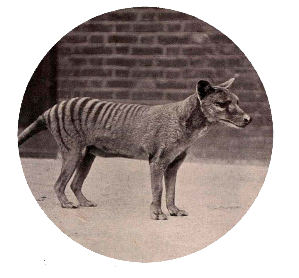 Resurrection time for extinct Tasmanian tiger – BBC Wildlife