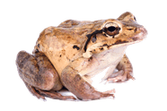 10 Misleading Animal Names BBC Wildlife