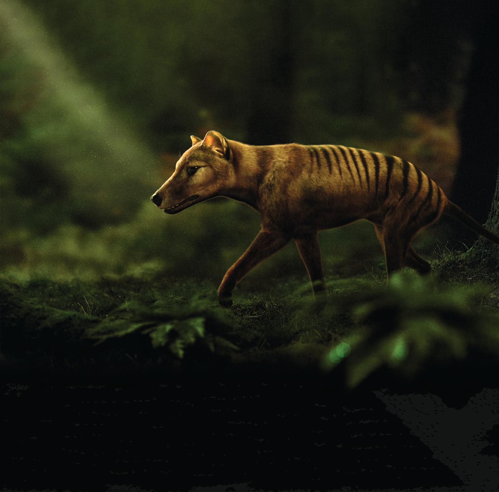 Resurrection time for extinct Tasmanian tiger – BBC Wildlife