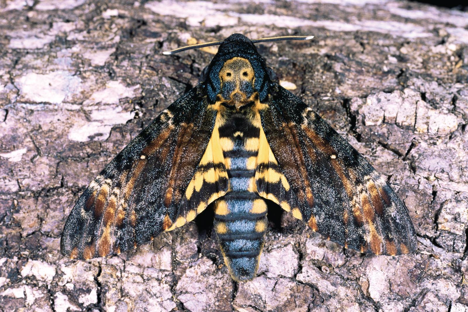 As the moth flies – BBC Wildlife