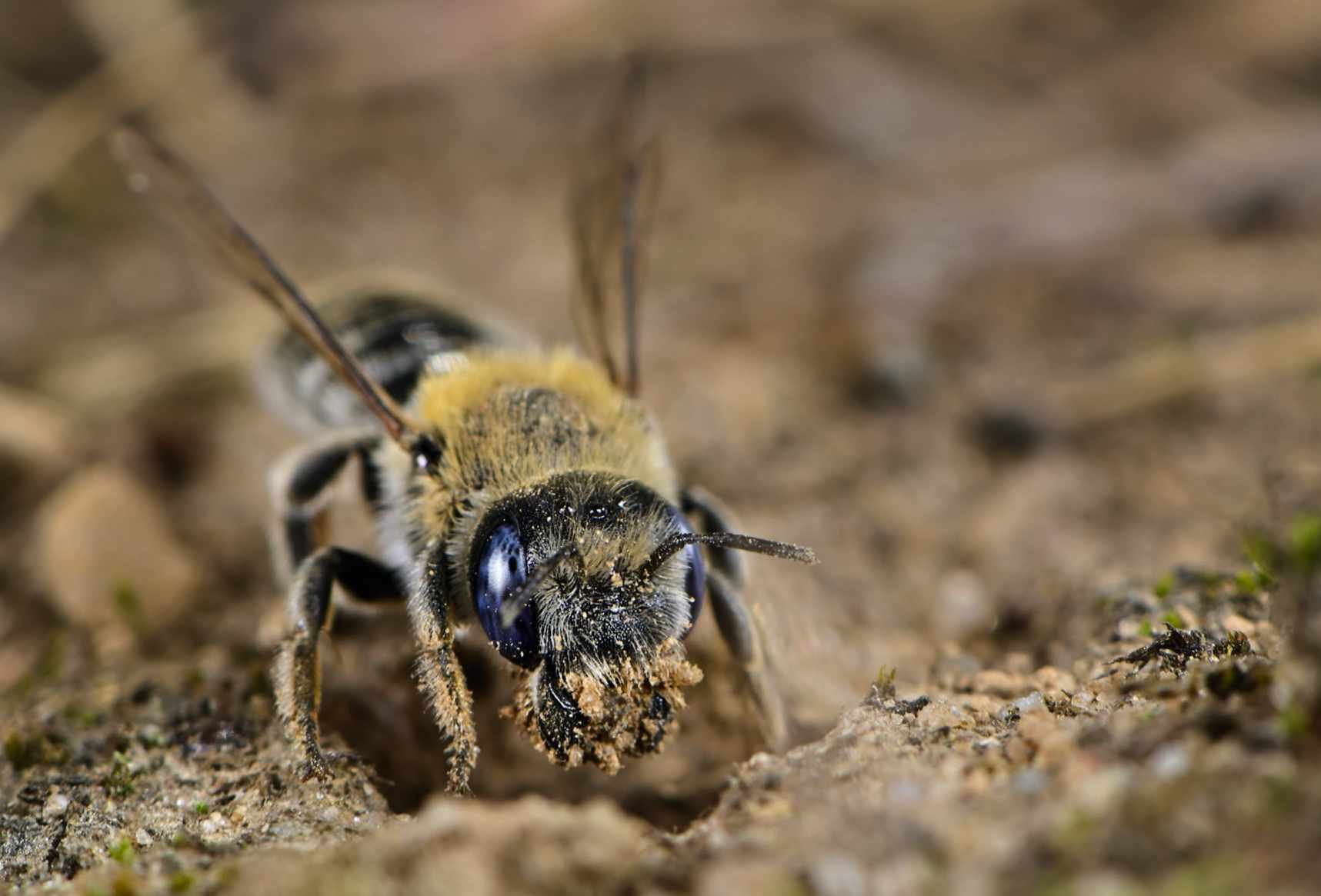 Portfolio: Poppy appeal – BBC Wildlife