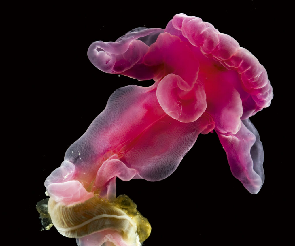 10 species linked to Star Wars – BBC Wildlife