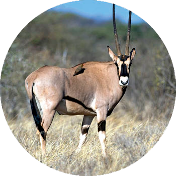 Operation Oryx – BBC Wildlife