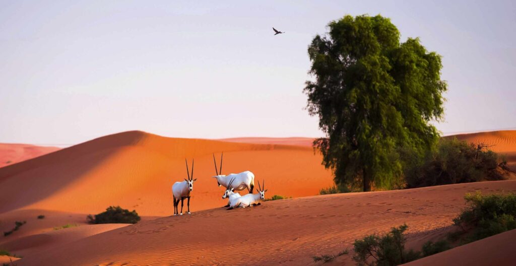 Operation Oryx – BBC Wildlife