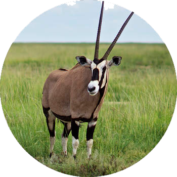 Operation Oryx – BBC Wildlife