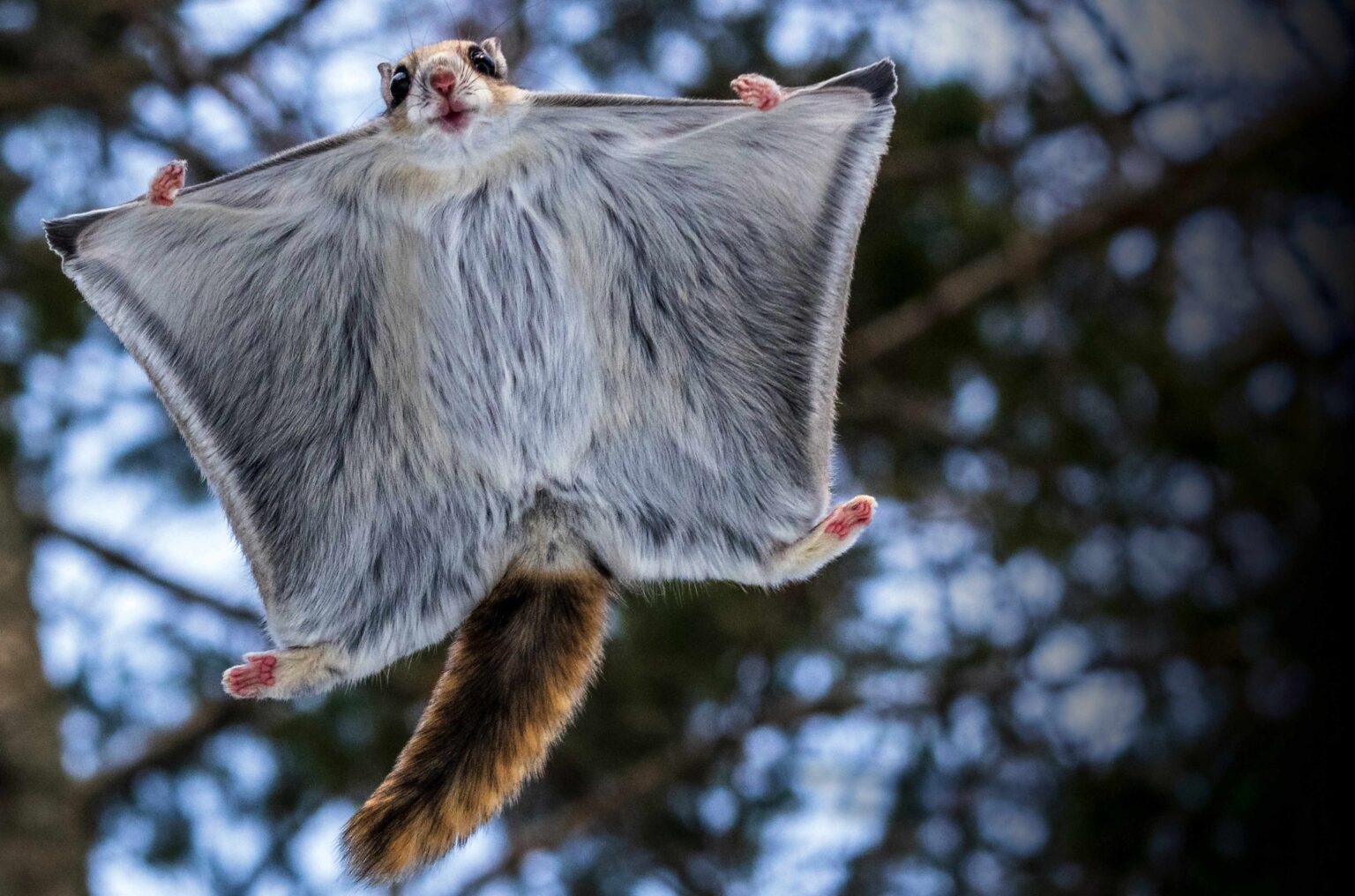 Lift off! – BBC Wildlife