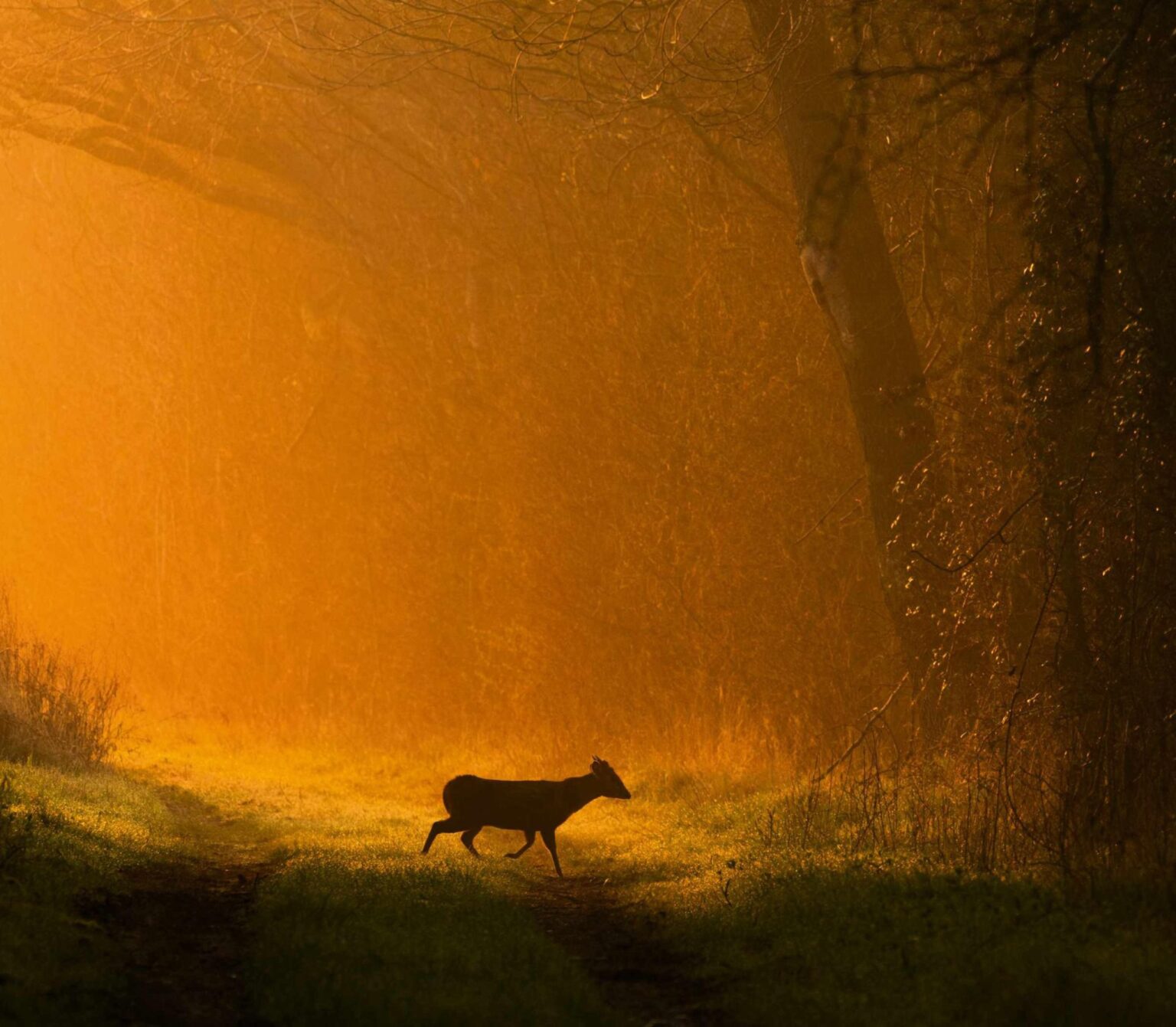 Muntjacs in the mist – BBC Wildlife