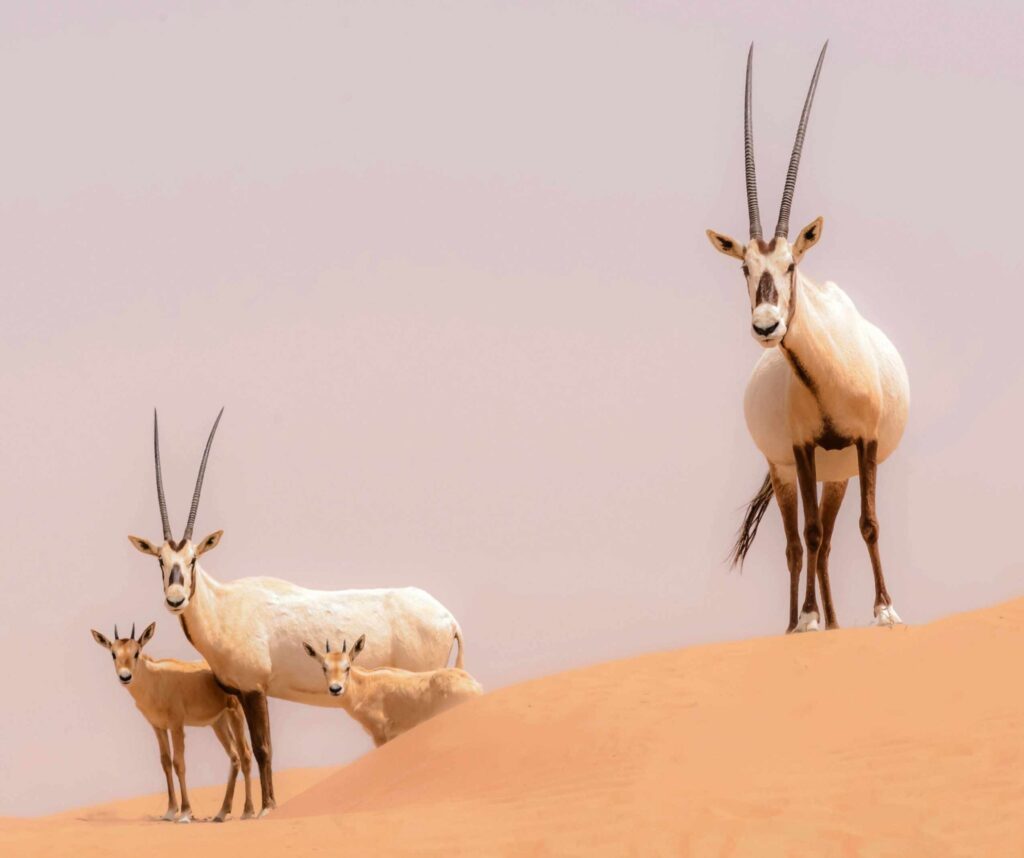 Operation Oryx – BBC Wildlife