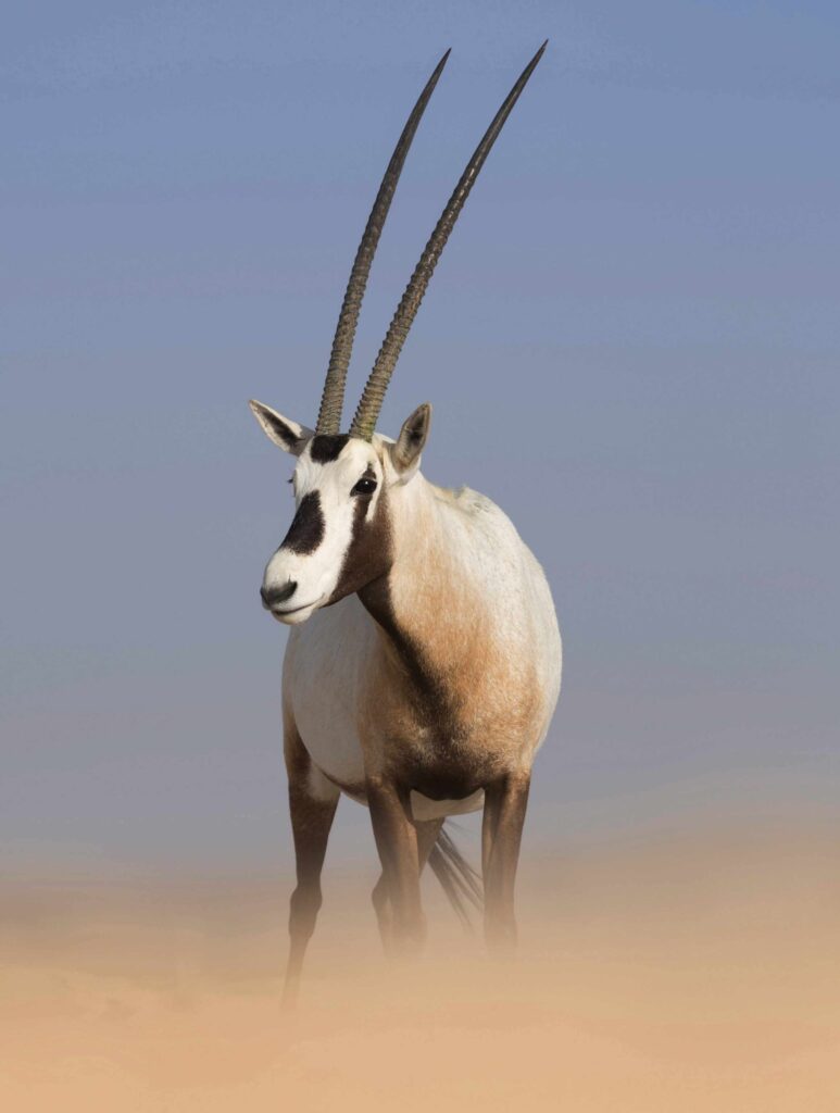 Operation Oryx – BBC Wildlife