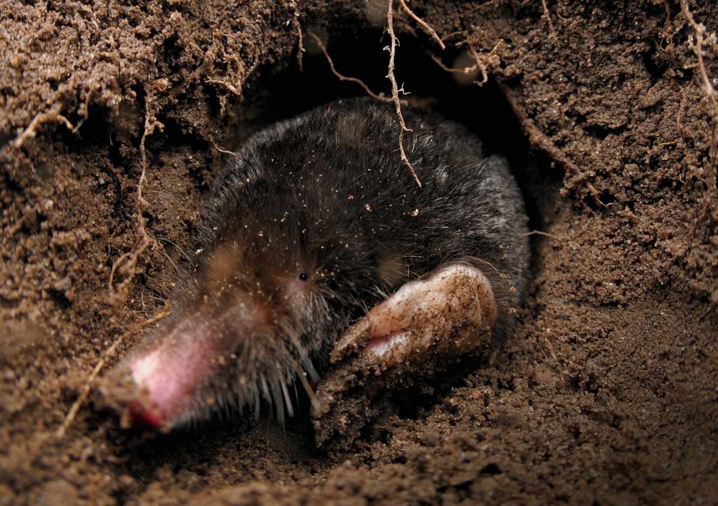 Collective nouns – BBC Wildlife