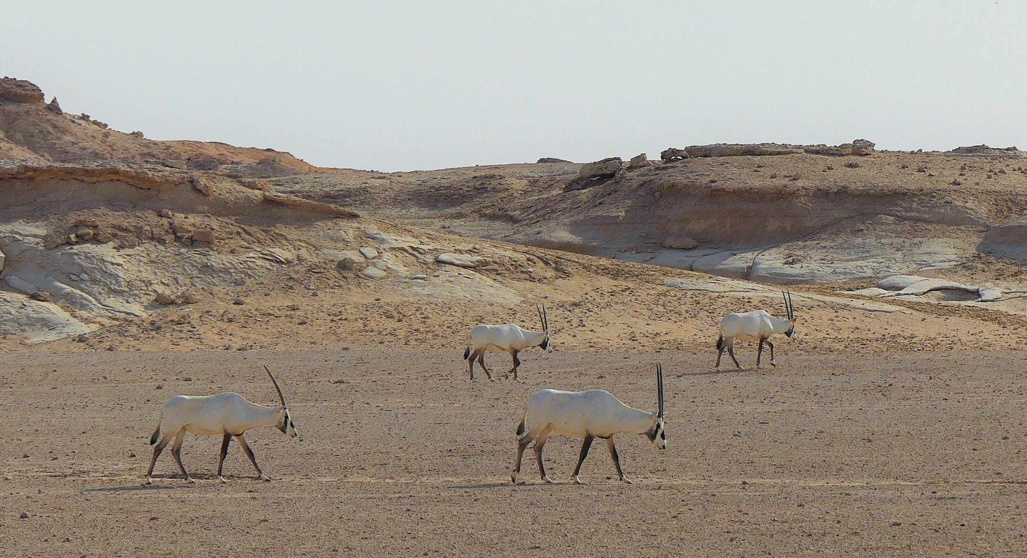 Operation Oryx – BBC Wildlife