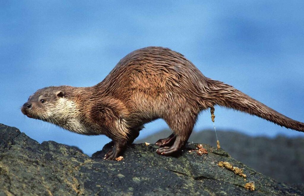 The power of poo – BBC Wildlife