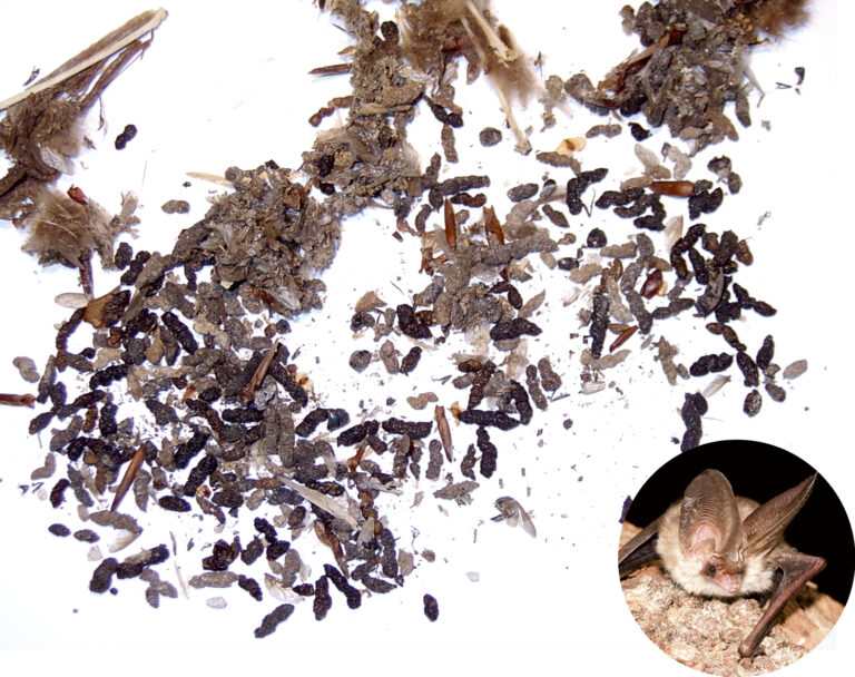 Poo corner – BBC Wildlife