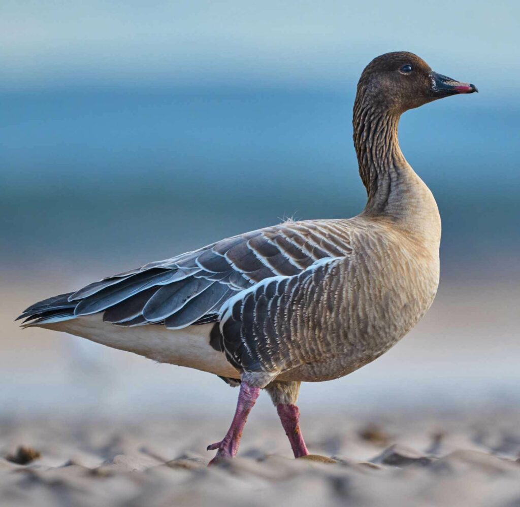 Fight or flight – BBC Wildlife