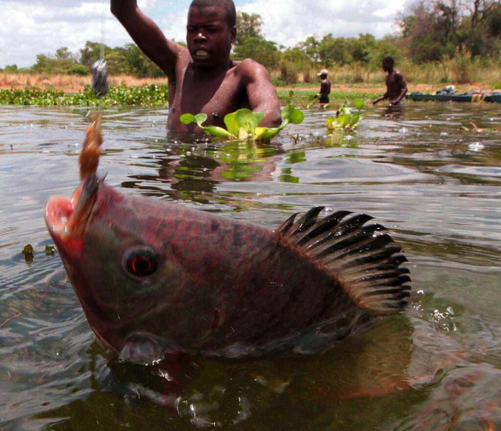 Living with predators – BBC Wildlife