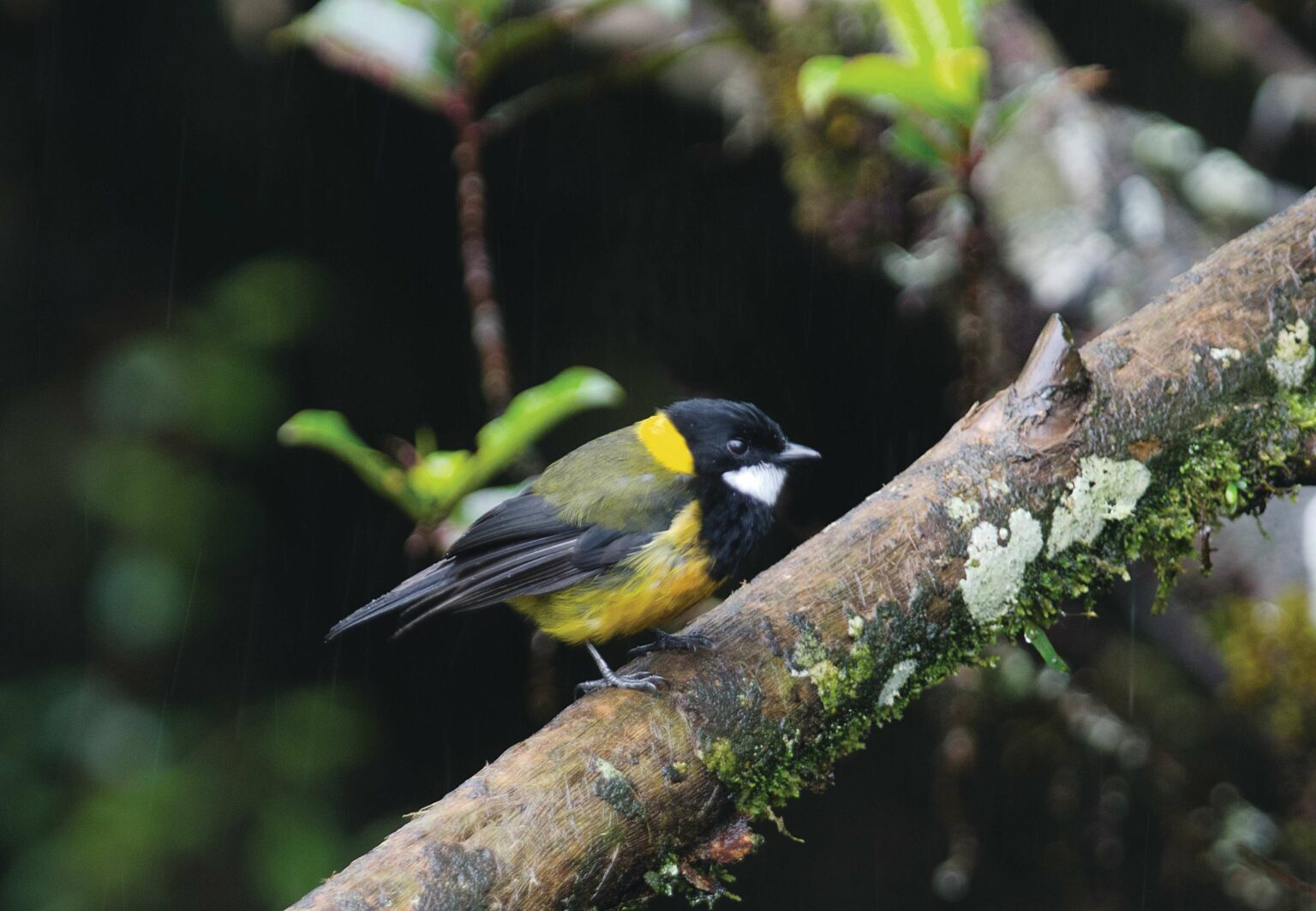 Two new poisonous birds discovered – BBC Wildlife
