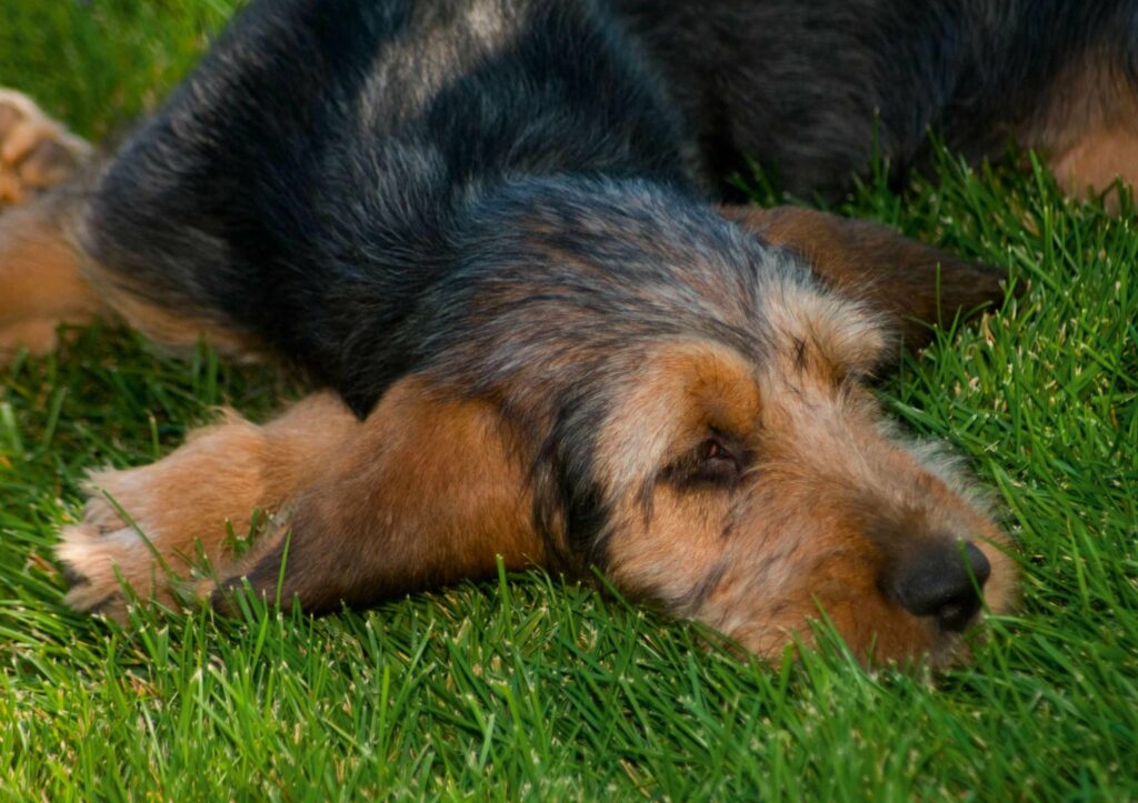 A rare breed – BBC Countryfile