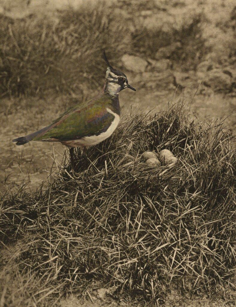 The past in pictures: Whipper snappers – BBC Countryfile