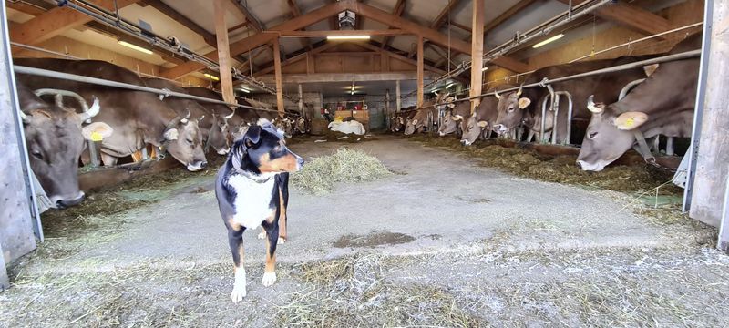 Glück im Stall - Schweizer Bauer