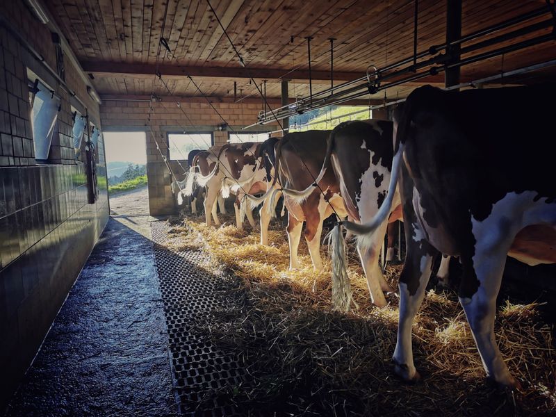 Glück im Stall - Schweizer Bauer