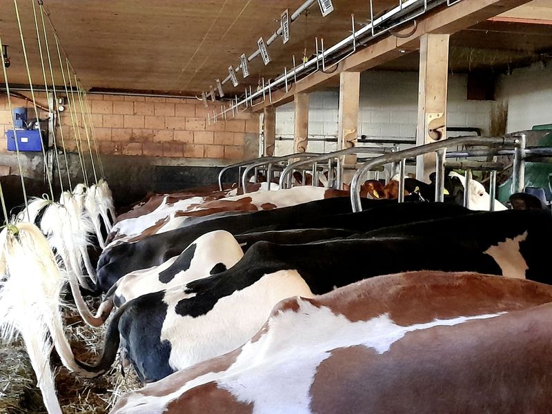 Glück im Stall - Schweizer Bauer