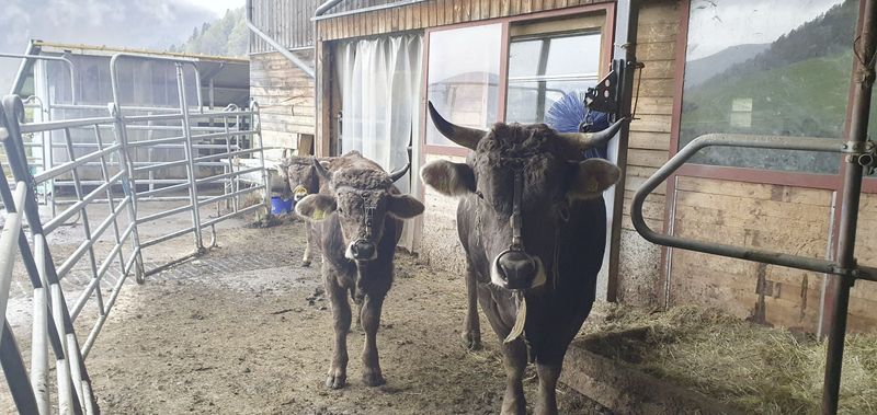 Glück im Stall - Schweizer Bauer