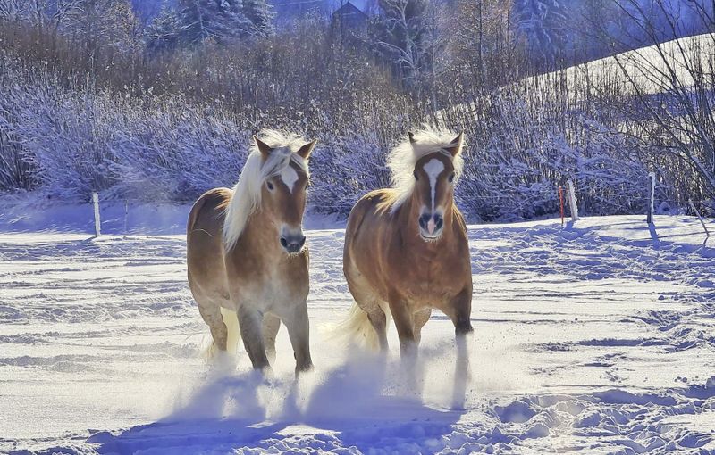 Pflege der Pferdeweide im Winter - Schweizer Bauer