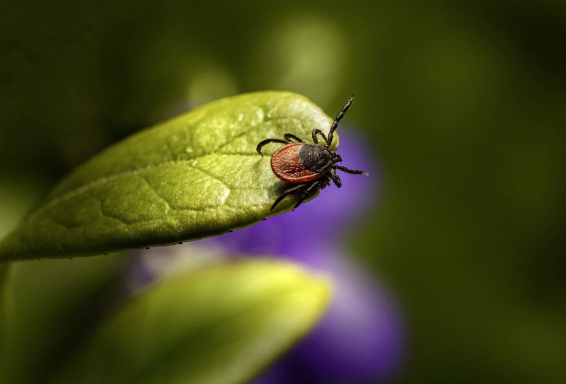 Schweizer Zecken tragen neues Virus - Schweizer Bauer
