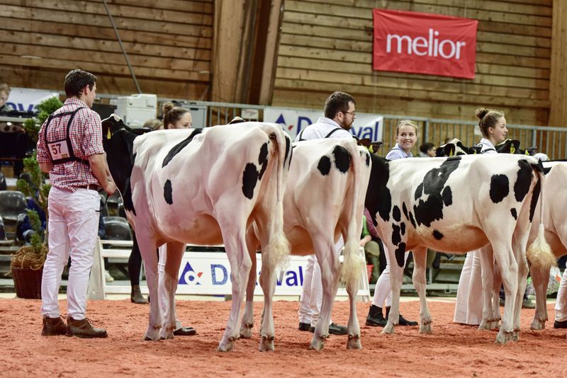 Die schönsten Holsteintiere in Bulle - Schweizer Bauer