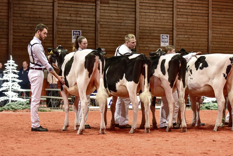 Die schönsten Holsteintiere in Bulle - Schweizer Bauer
