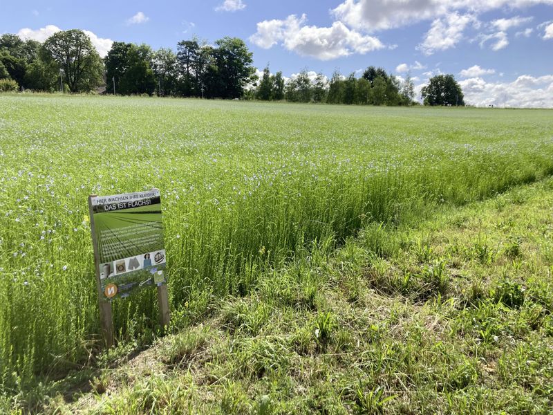 Der Traum von 100 Hektaren Schweizer Flachs - Schweizer Bauer