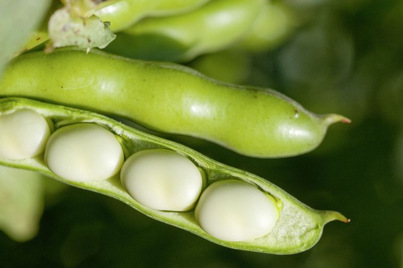 Geheimnis der Ackerbohne gelüftet - Schweizer Bauer