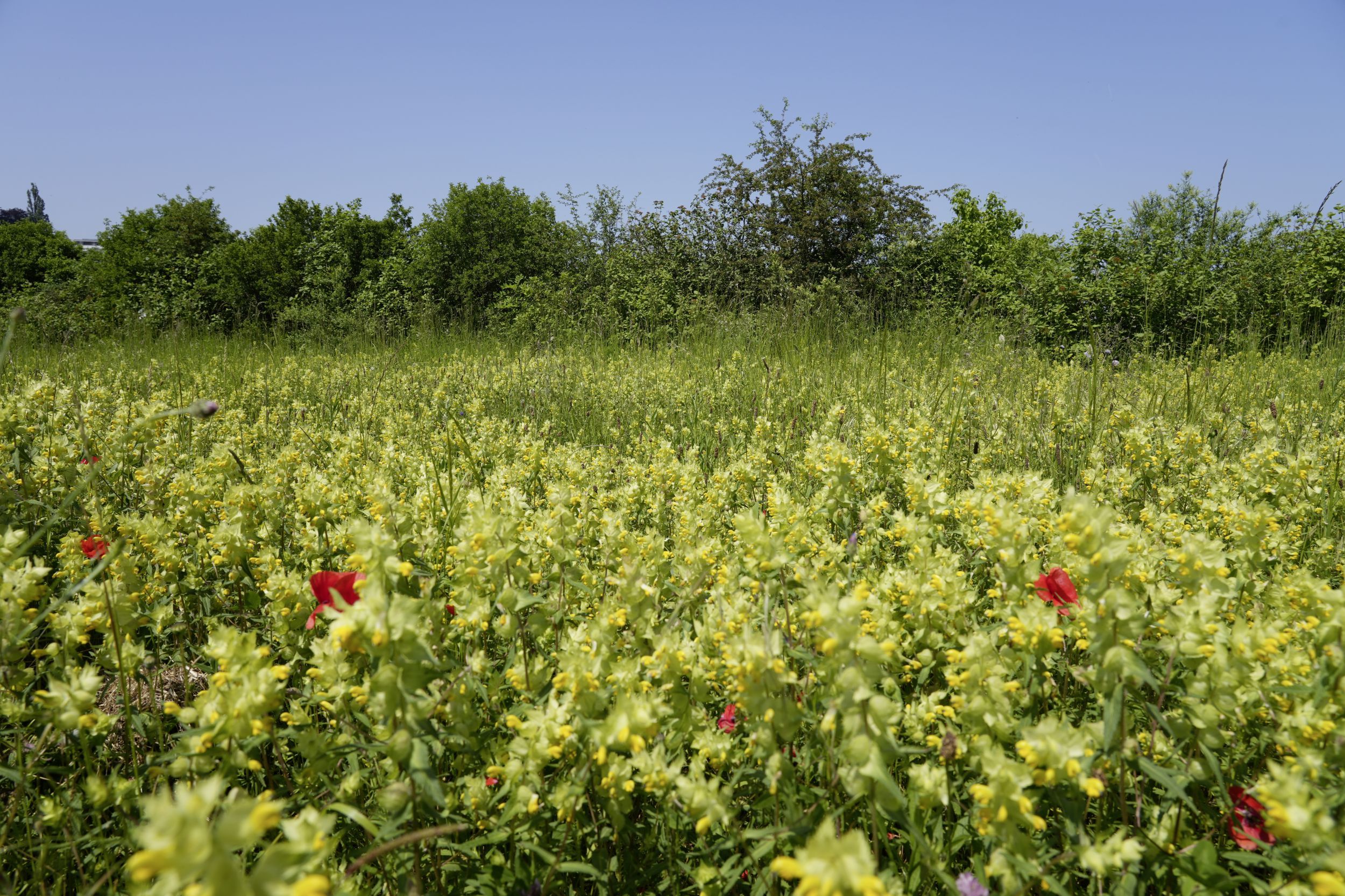 Pro Natura zeichnet Landwirt aus - Schweizer Bauer