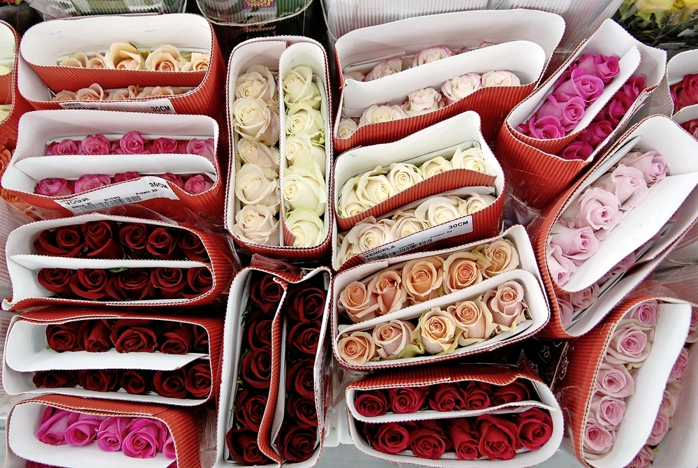 Die rote Rose steht heute im Mittelpunkt - Freiburger Nachrichten